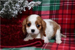 Cavalier King Charles Spaniel for Sale | Puppies | Pawrade.com