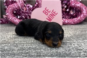 Anastasia - Mini Dachshund Puppy 93BF20 | Pawrade