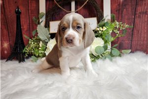 Beagle Puppies for Sale | Pawrade.com