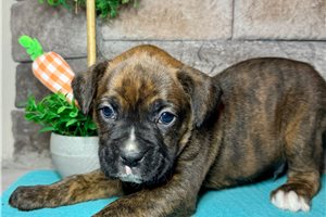 Boxer for Sale | Puppies | Pawrade.com