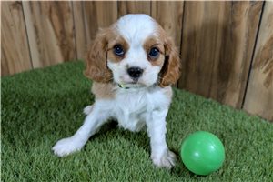 Cavalier King Charles Spaniel for Sale | Puppies | Pawrade.com