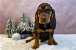 Beagle Puppies for Sale | Pawrade.com