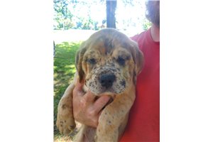 Puppies & Dogs for Sale | Pawrade.com