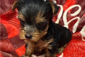 Yorkshire Terrier - Yorkie for Sale | Puppies | Pawrade.com