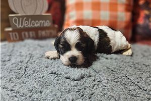 Cocker Spaniel for Sale | Puppies | Pawrade.com