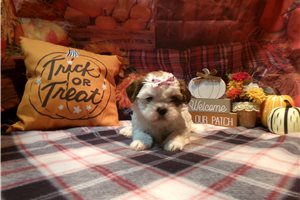 Shih Tzu Puppies for Sale | Puppies | Pawrade.com