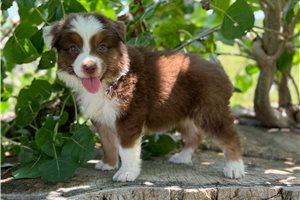 Australian Shepherd for Sale | Puppies | Pawrade.com