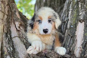 Puppy Stages and Timeline from Birth to 8 Weeks - Pawrade.com