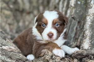Top 21 Australian Shepherd Puppies for Sale in Western Slope