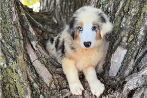 Australian Shepherd for Sale | Puppies | Pawrade.com