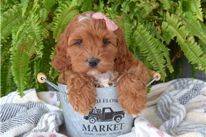 Cockapoo for Sale | Puppies | Pawrade.com
