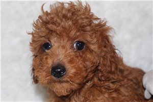 Benny - Miniature Poodle Puppy F2E6D1 | Pawrade