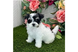 Havamalt for Sale | Puppies | Pawrade.com