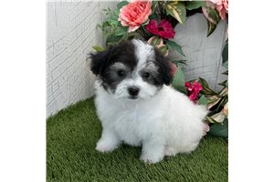 Havamalt for Sale | Puppies | Pawrade.com