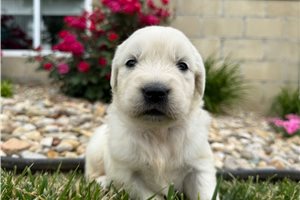 Puppies for Sale | Adopt Yours Today | Pawrade.com