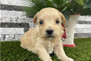 Small Dogs for Sale | Toy Puppy Breeds | Pawrade.com