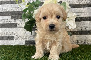 Puppies for Sale | Adopt Yours Today | Pawrade.com