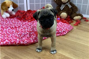 Small Dogs for Sale | Toy Puppy Breeds | Pawrade.com