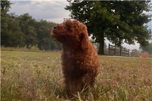 Hypoallergenic Puppies for Sale | Pawrade.com