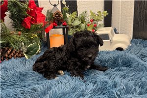 Cherie - Toy Poodle Puppy 3F9447 | Pawrade
