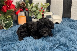 Chelsea - Toy Poodle Puppy C384DD | Pawrade