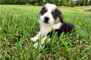 Auggie for Sale | Puppies | Pawrade.com
