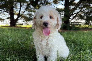 Gabriel - Mini Goldendoodle Puppy 45F2CF | Pawrade