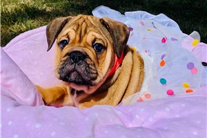Puppies & Dogs for Sale | Pawrade.com