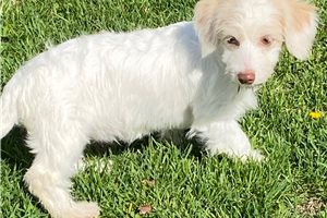 Chi-Poo - Chipoo for Sale | Puppies | Pawrade.com