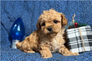 Mason - Toy Poodle Puppy CB7373 | Pawrade