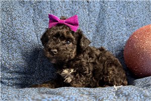 Mason - Toy Poodle Puppy CB7373 | Pawrade