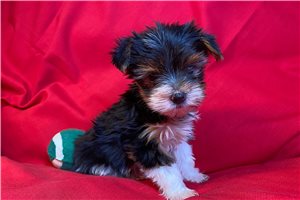 Yorkshire Terrier - Yorkie for Sale | Puppies | Pawrade.com