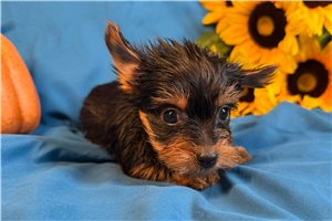 Blake - Yorkshire Terrier Puppy 5D08C9 | Pawrade