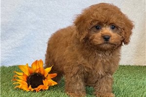Small Dogs for Sale | Toy Puppy Breeds | Pawrade.com