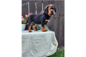 Rottweiler for Sale | Puppies | Pawrade.com