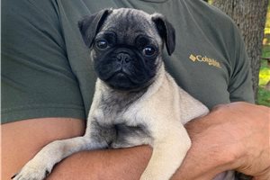 The Best Family Dogs for 2024 | Pawrade.com