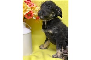 Jack-A-Poo for Sale | Puppies | Pawrade.com