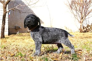 German Shorthaired Pointer for Sale | Puppies | Pawrade.com