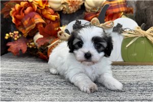 Quinsy - Coton De Tulear Puppy B3553E | Pawrade