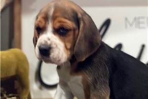 Beagle Puppies for Sale | Pawrade.com
