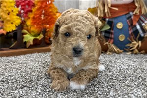 Fergus - Toy Poodle Puppy 884C65 | Pawrade