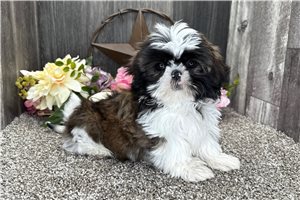 Shih Tzu Puppies for Sale | Puppies | Pawrade.com