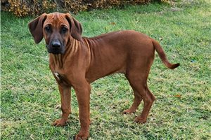 Rhodesian Ridgeback for Sale | Puppies | Pawrade.com