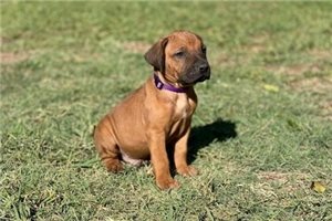 Rhodesian Ridgeback for Sale | Puppies | Pawrade.com