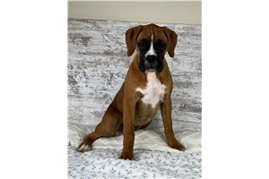 Boxer for Sale | Puppies | Pawrade.com