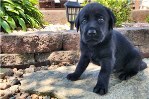 Labrador Retriever for Sale | Puppies | Pawrade.com