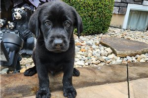 Puppies for Sale | Adopt Yours Today | Pawrade.com