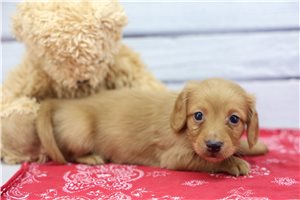 Angus - Mini Dachshund Puppy A6CEDA | Pawrade