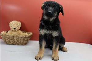 German Shepherd for Sale | Puppies | Pawrade.com