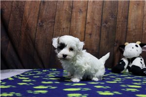 Malti Poo - Maltipoo for Sale | Puppies | Pawrade.com
